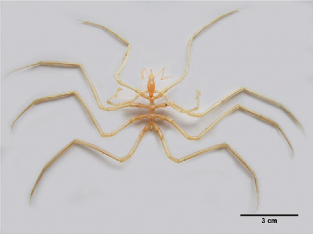 First record of deep-sea giant pycnogonid from Andaman waters – IndOBIS