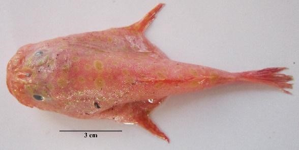 New species of deep-sea anglerfish from Northern Indian Ocean – IndOBIS