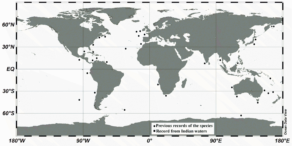 Deep-sea gigantic pycnogonid from the Western Indian Ocean – IndOBIS
