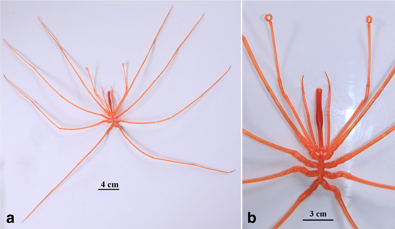 Deep-sea gigantic pycnogonid from the Western Indian Ocean – IndOBIS