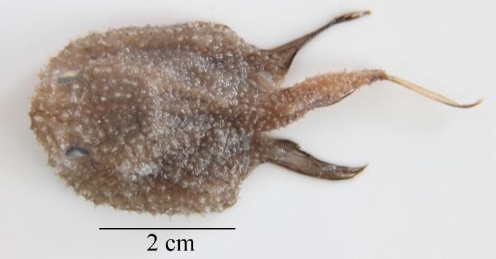 First record of a deep-sea anglerfish from Indian Ocean – IndOBIS