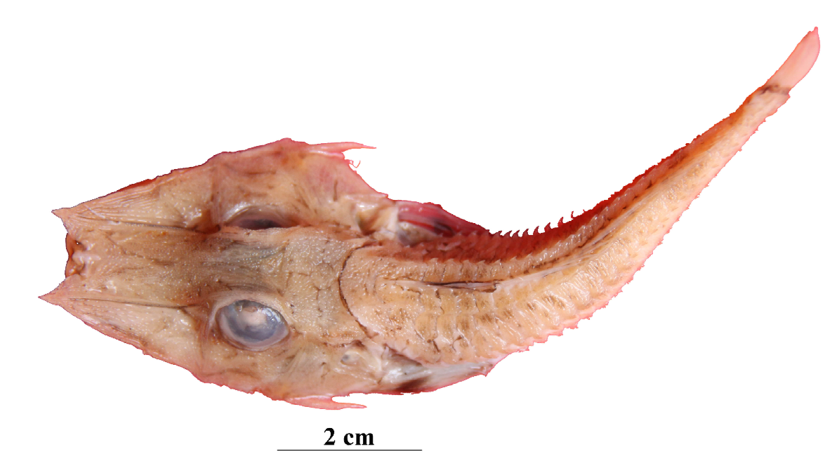 New record of a rare armoured sea robin from Andaman waters – IndOBIS