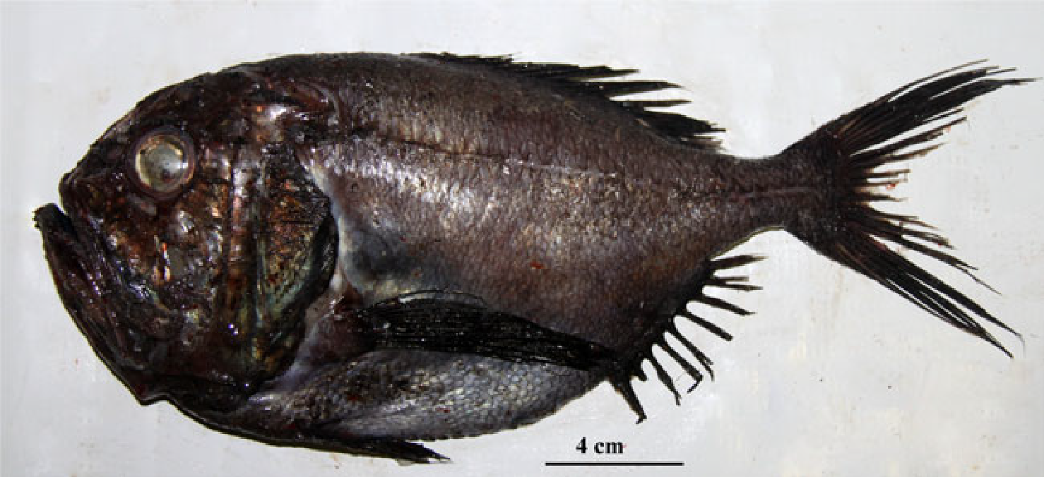 Redescription of deep-sea roughy – IndOBIS