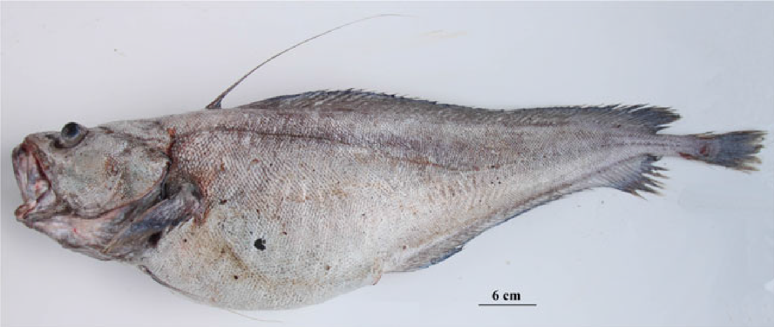New record of rare gigantic sized deep-sea cod in the north western ...