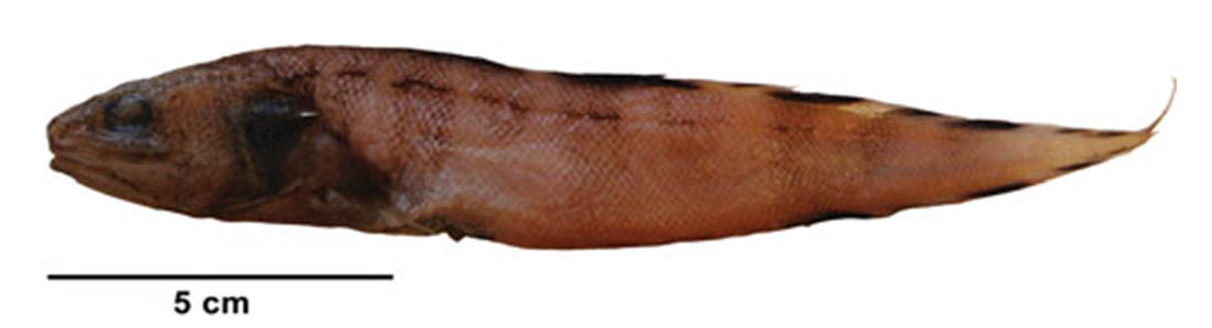 A new record of deep-sea cusk eel from Andaman Sea – IndOBIS
