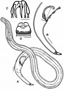 New species of nematode from the north-eastern Arabian Sea – IndOBIS
