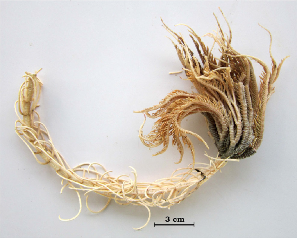 New record of the stalked crinoid from Andaman Sea – IndOBIS