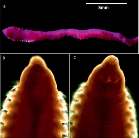 A new species of polychaete from the Nicobar Islands, North Indian ...