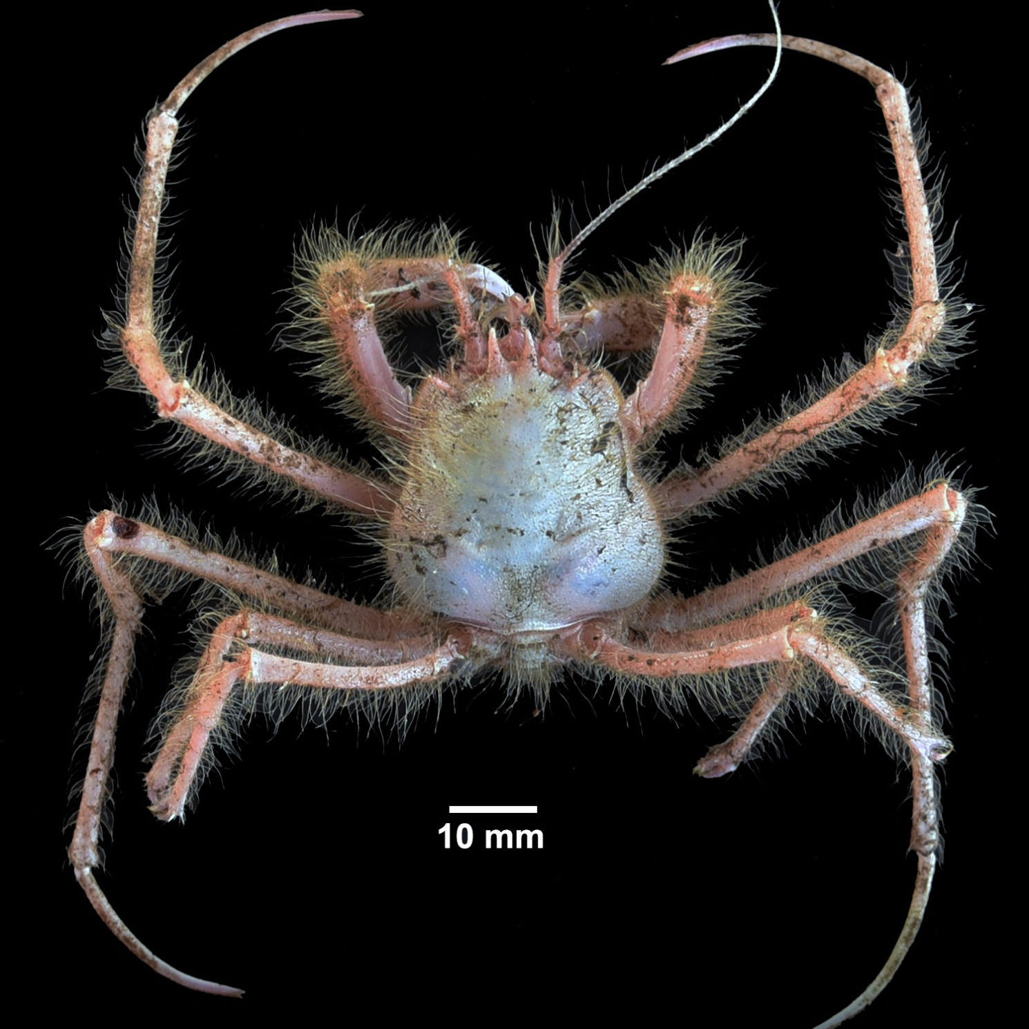 2020-07-02 – IndOBIS