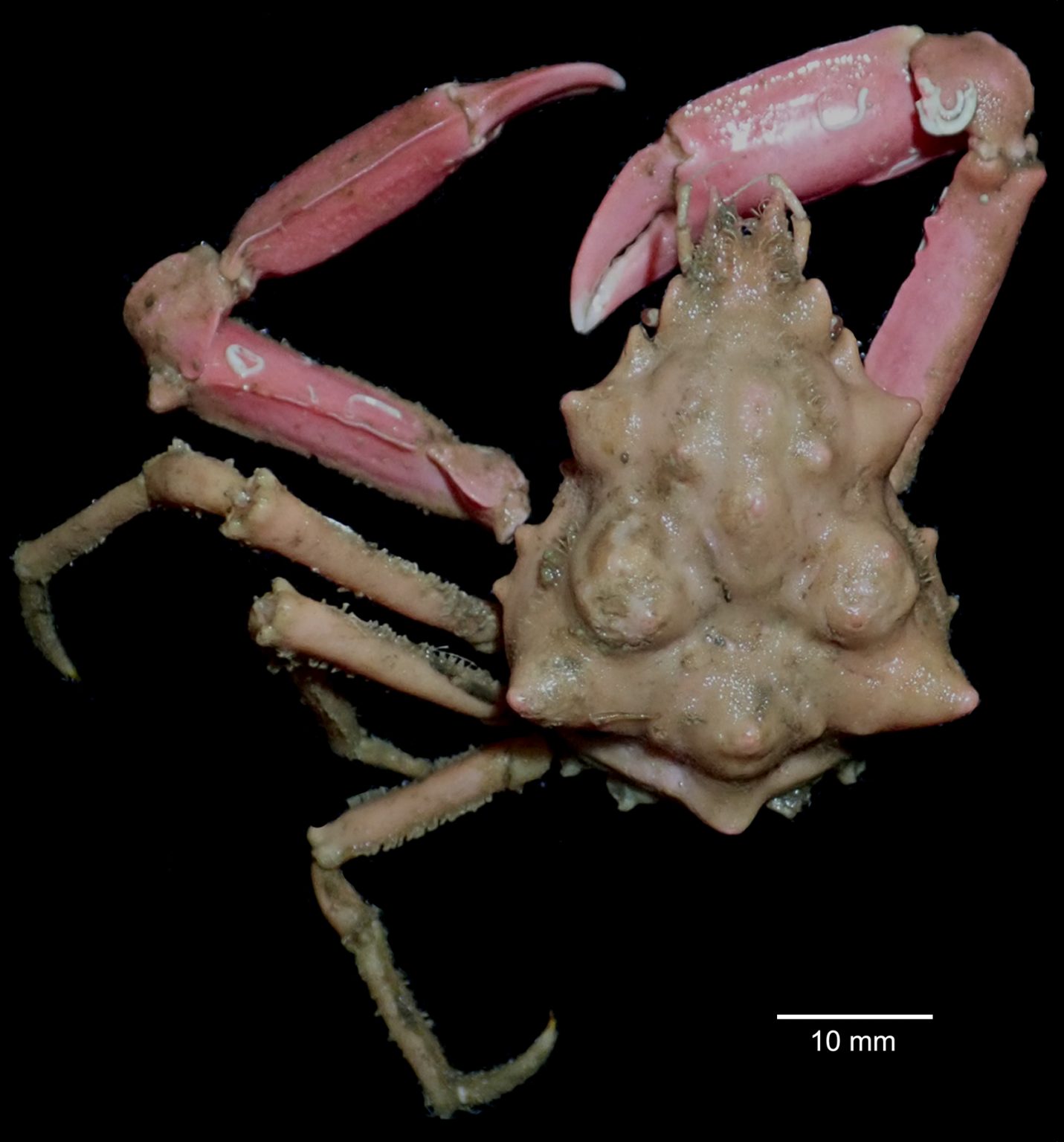 New species of deep-water spider crab from Arabian Sea – IndOBIS