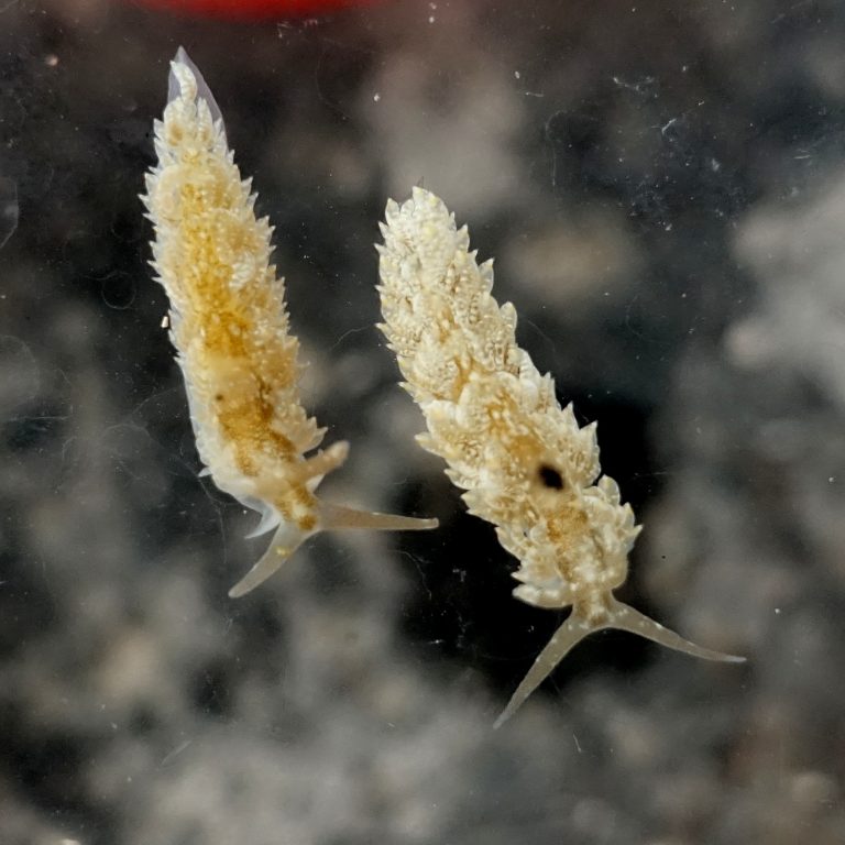 IndOBIS – Indian Ocean Biodiversity Information System