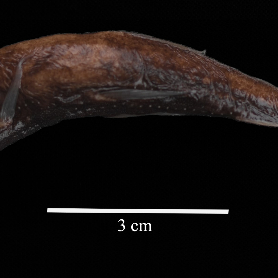 new findings – IndOBIS