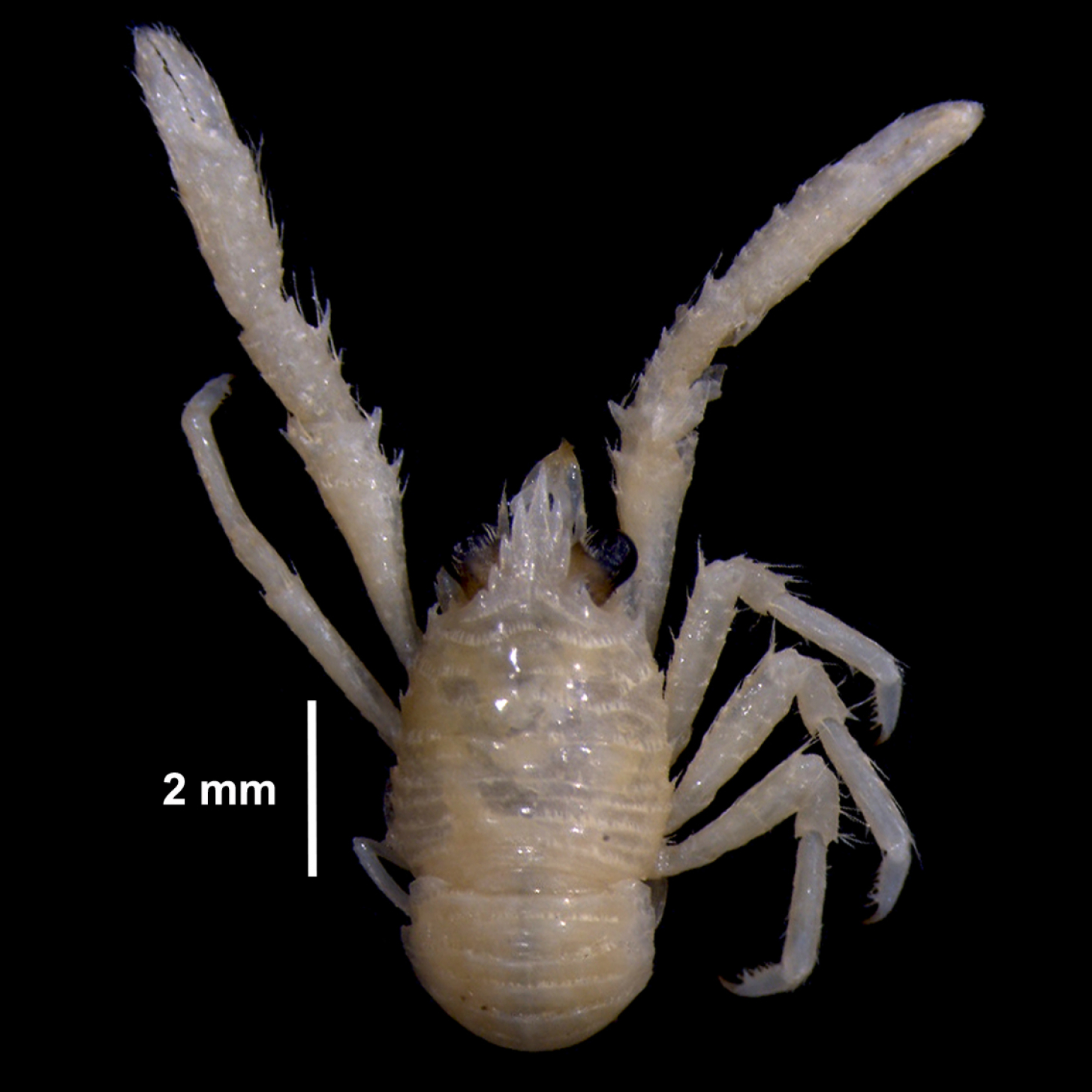 new findings – IndOBIS