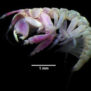 IndOBIS – Indian Ocean Biodiversity Information System