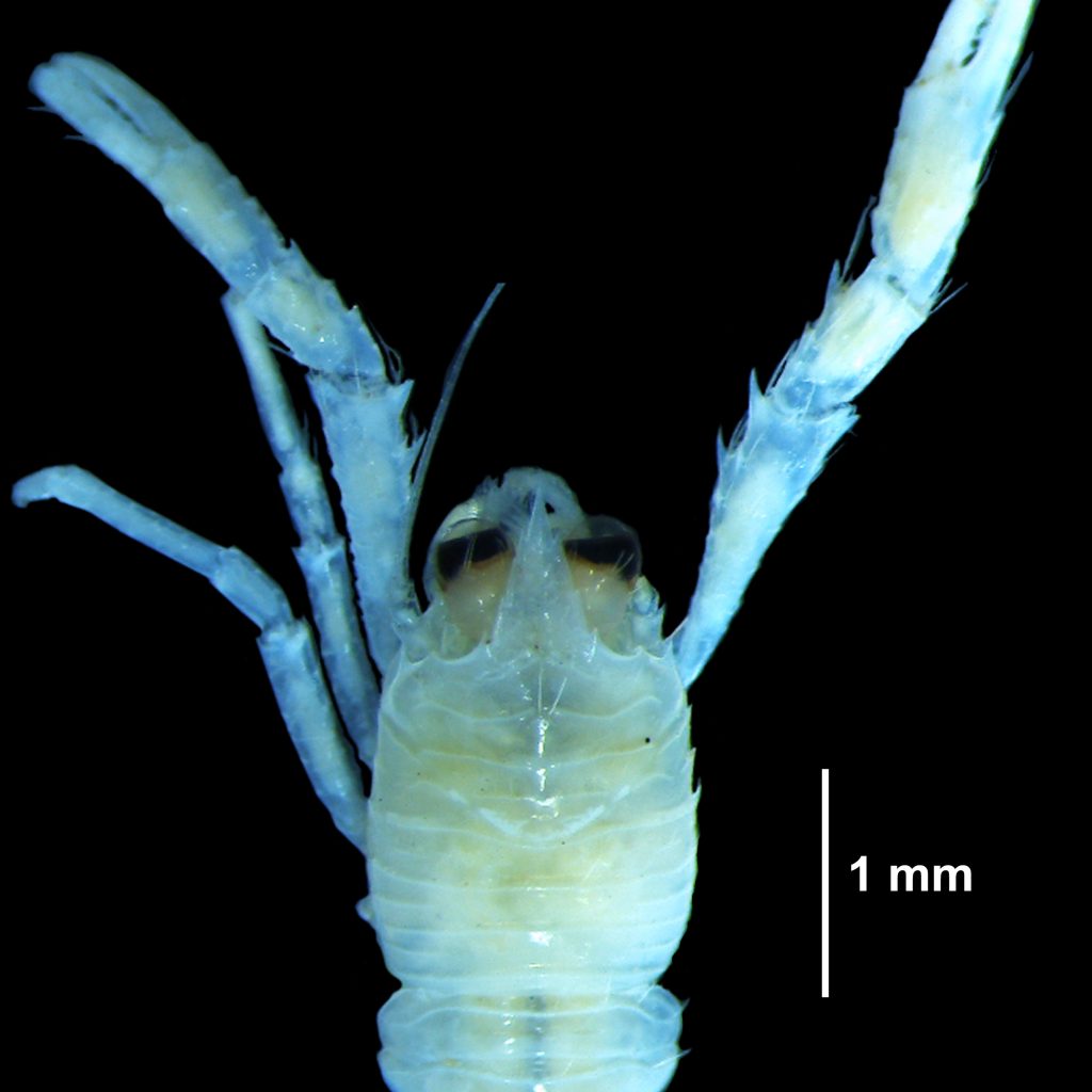 IndOBIS – Indian Ocean Biodiversity Information System